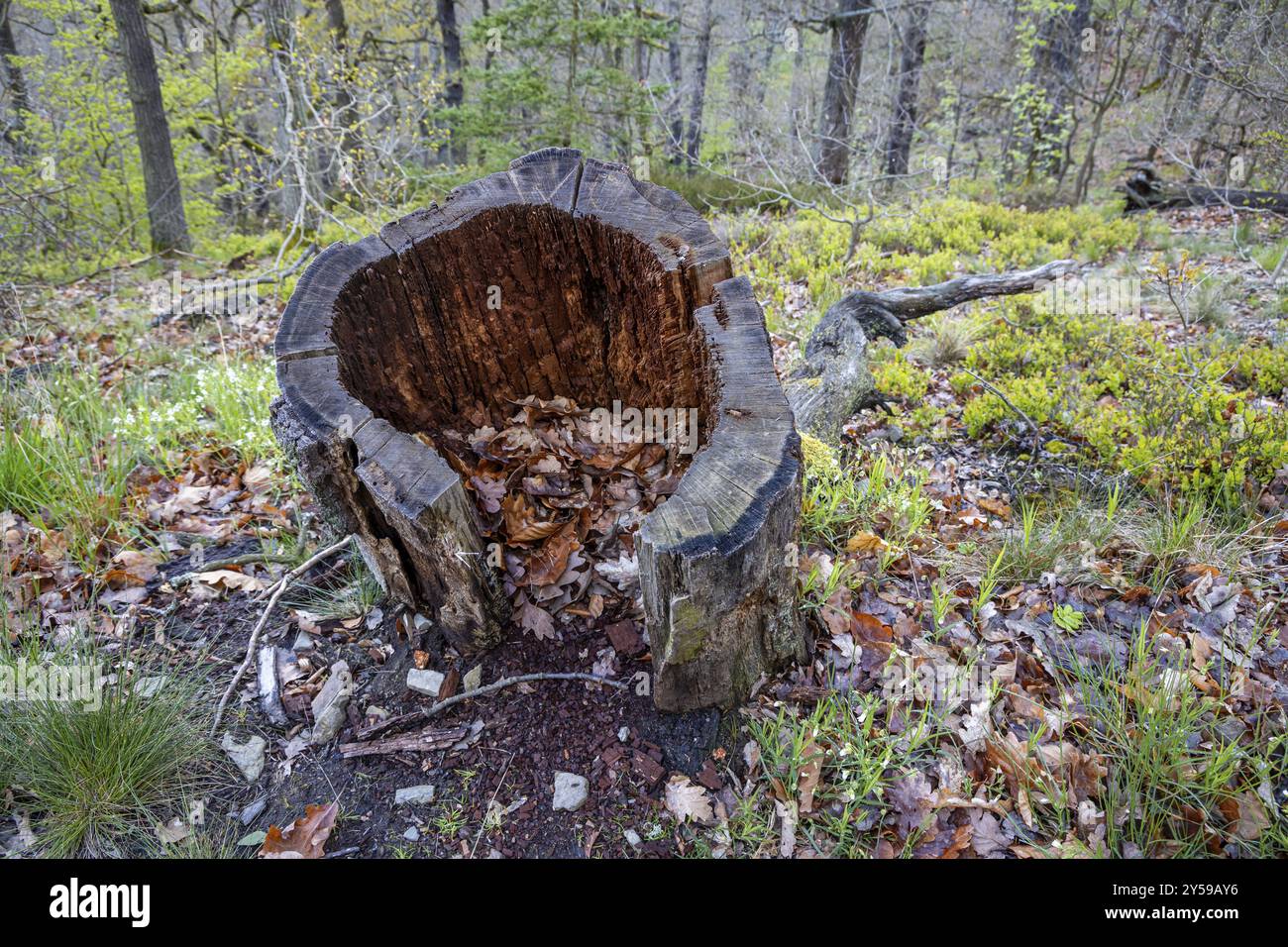Hollow tree stump Stock Photo - Alamy