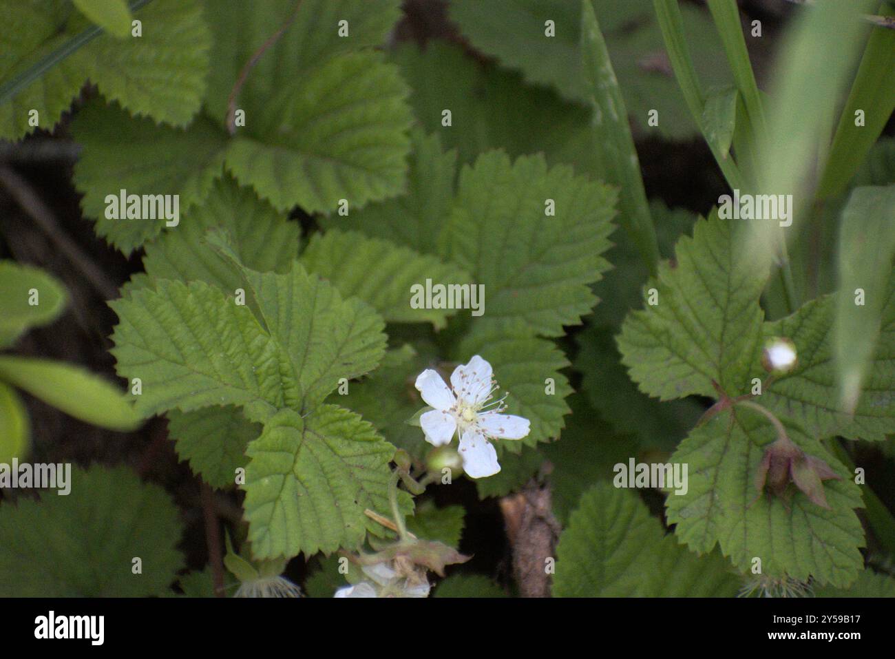Roughfruit Raspberry (Rubus lasiococcus) Plantae Stock Photo - Alamy