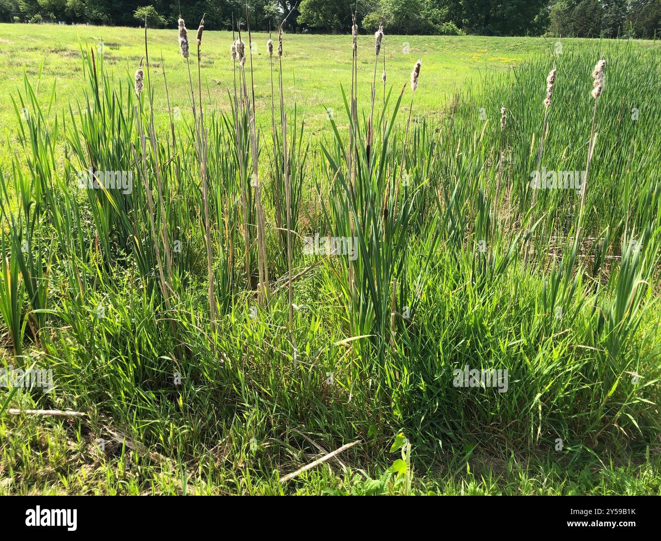 Cattails (Typha) Plantae Stock Photo - Alamy