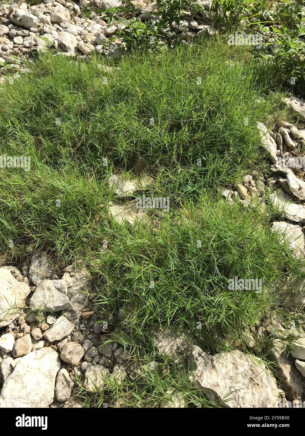 Bermuda grass (Cynodon dactylon) Plantae Stock Photo - Alamy