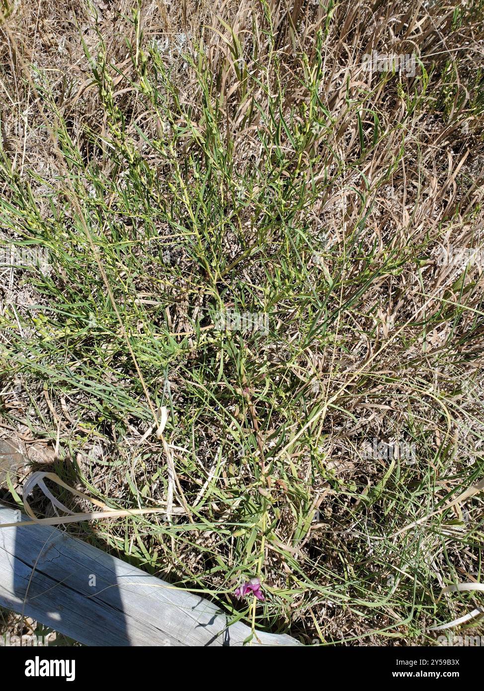Bush Morning-glory (Ipomoea leptophylla) Plantae Stock Photo - Alamy