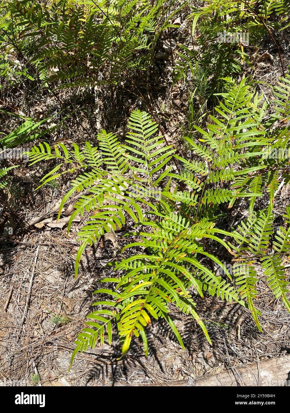 Tailed Bracken Fern (Pteridium aquilinum pseudocaudatum) Plantae Stock ...