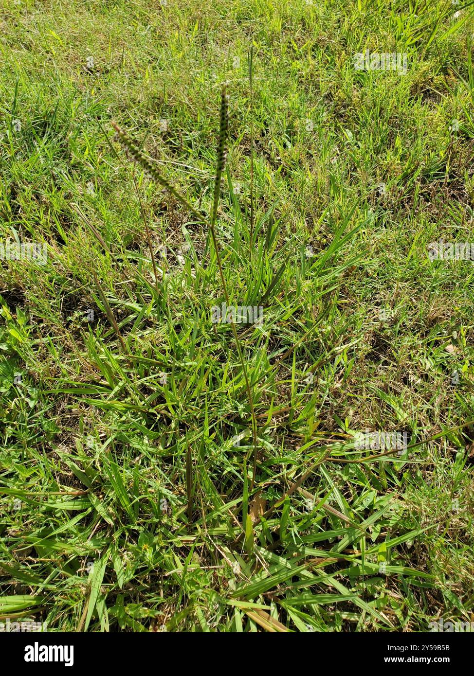 Bahia grass (Paspalum notatum) Plantae Stock Photo - Alamy