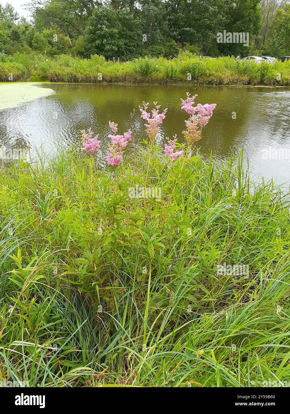 queen of the prairie (Filipendula rubra) Plantae Stock Photo - Alamy