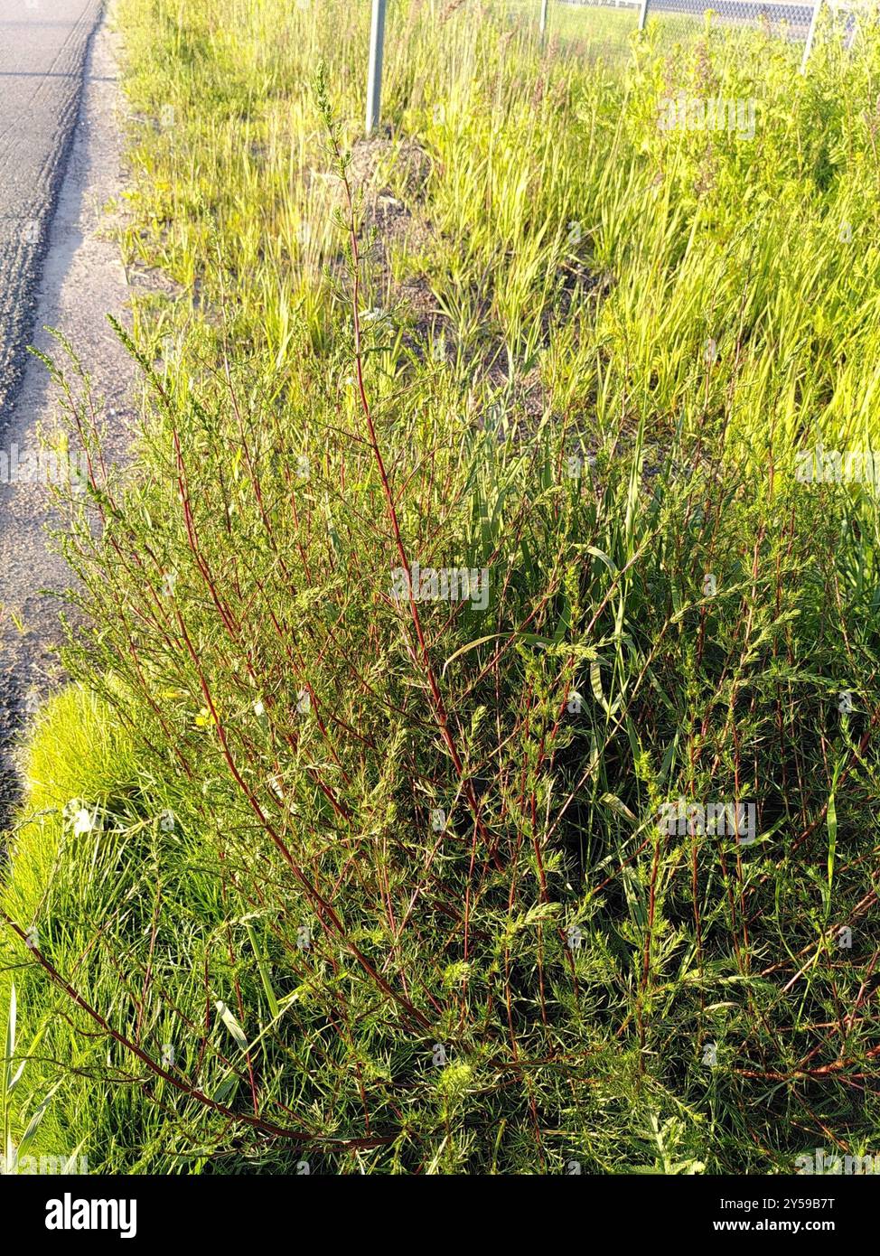 Field Sagewort (Artemisia campestris) Plantae Stock Photo - Alamy