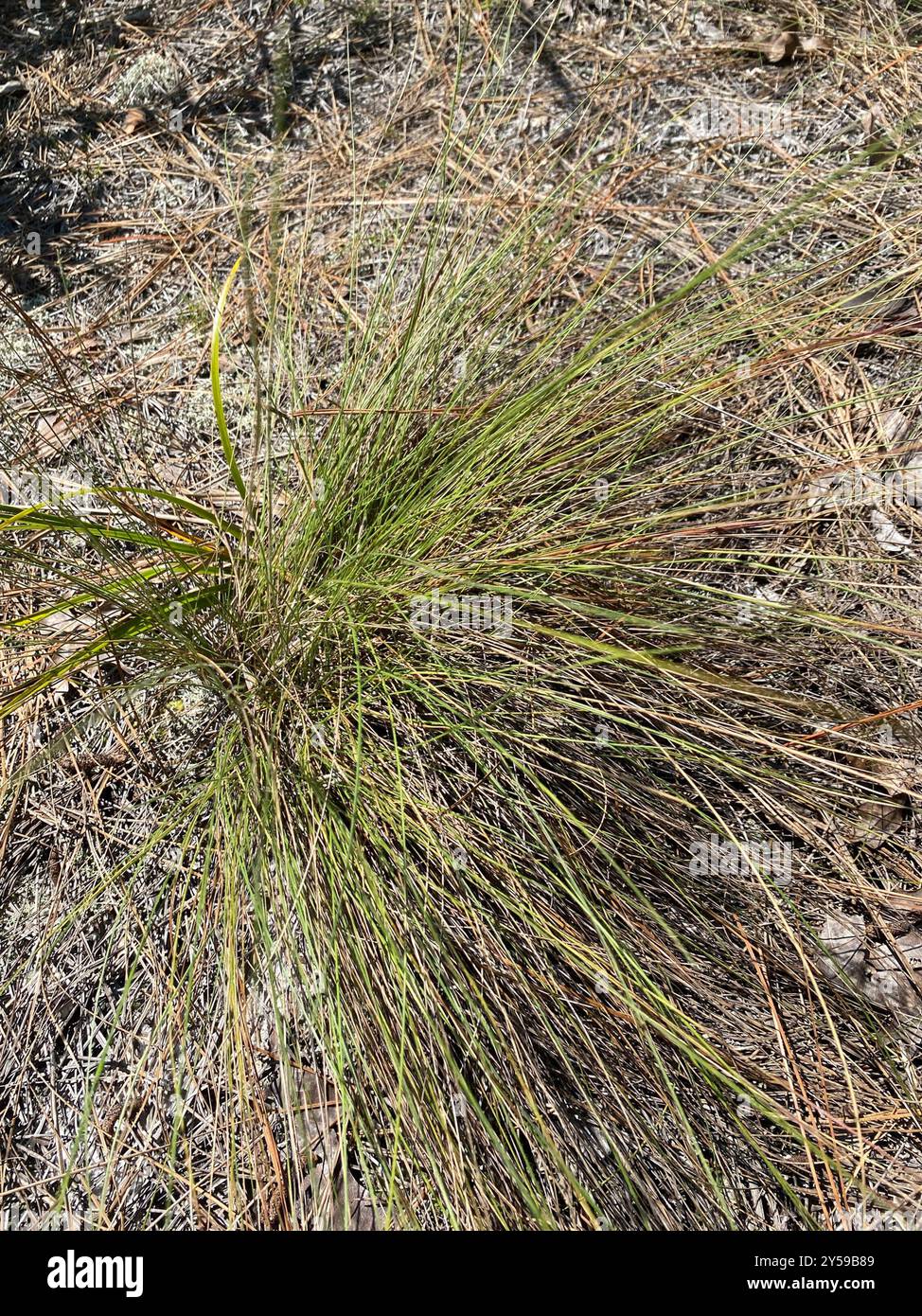 Wire grass (Aristida stricta) Plantae Stock Photo - Alamy