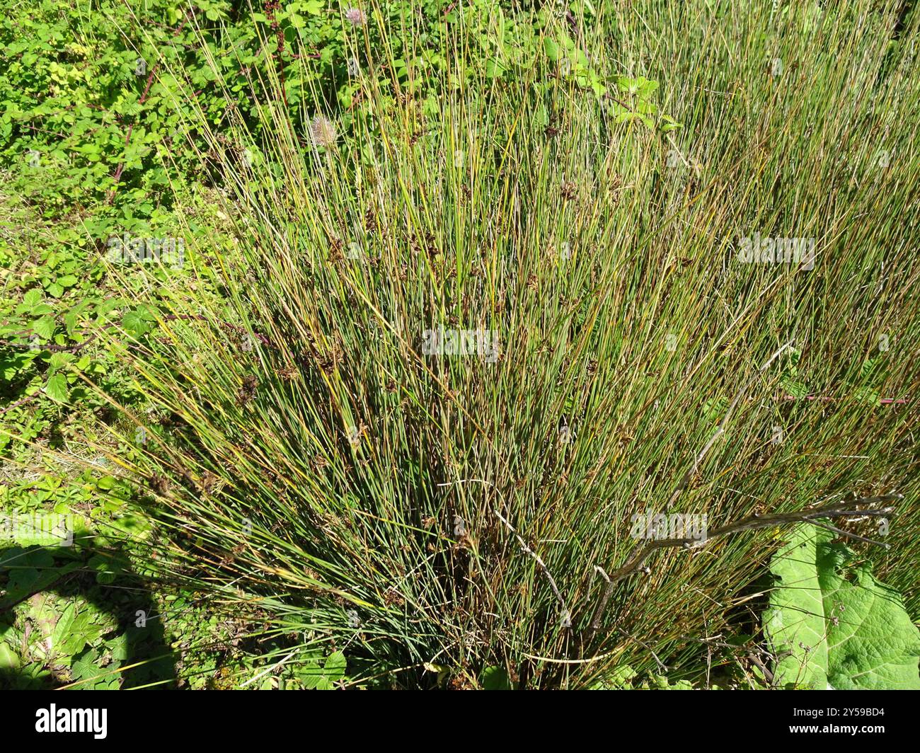Hard Rush (Juncus inflexus) Plantae Stock Photo - Alamy