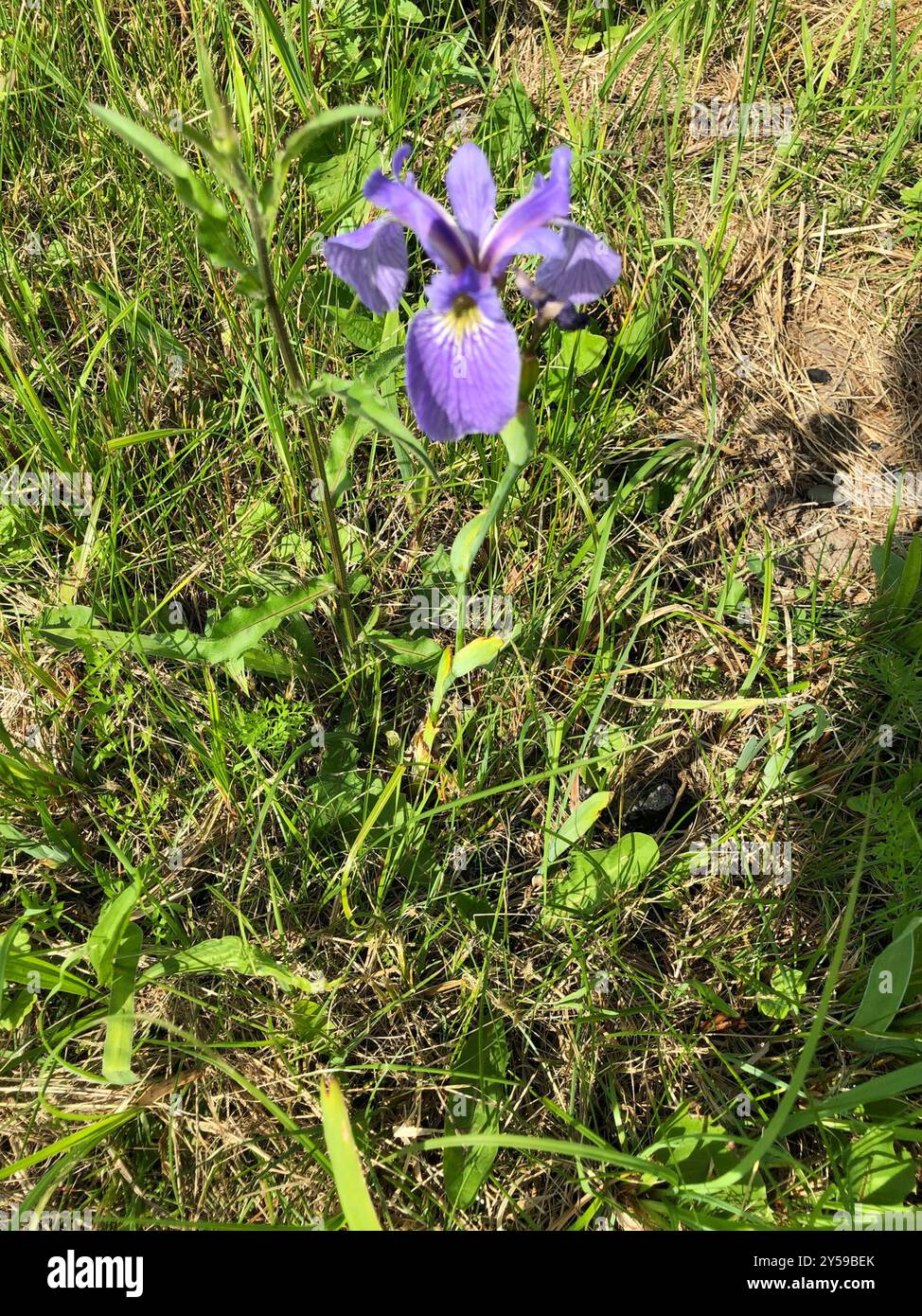 northern blue flag (Iris versicolor) Plantae Stock Photo - Alamy