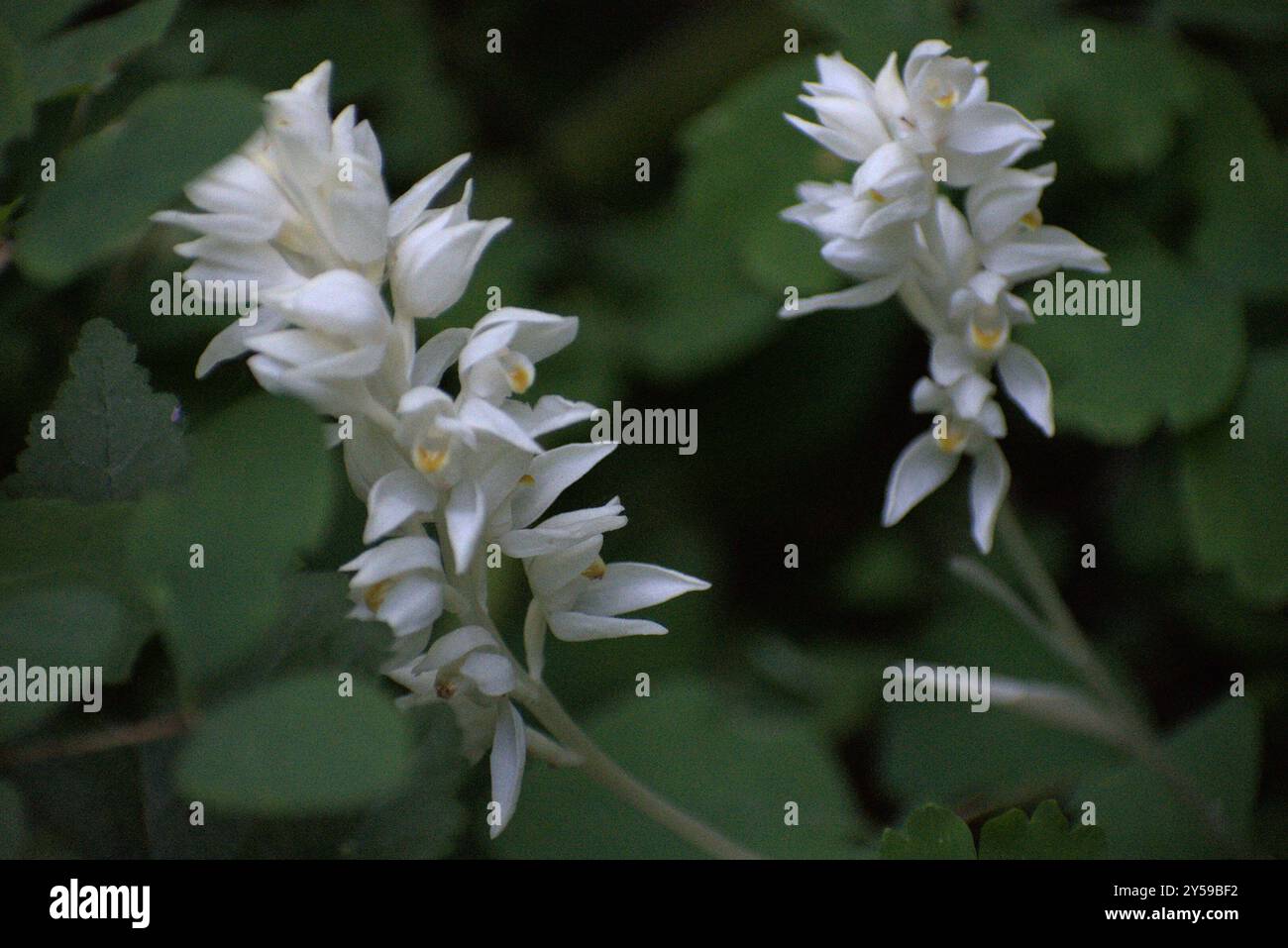 Phantom Orchid (Cephalanthera austiniae) Plantae Stock Photo - Alamy
