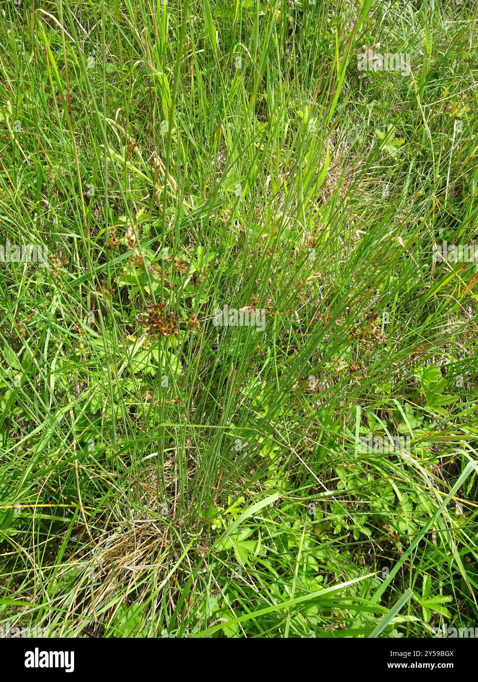 Hard Rush (Juncus inflexus) Plantae Stock Photo - Alamy