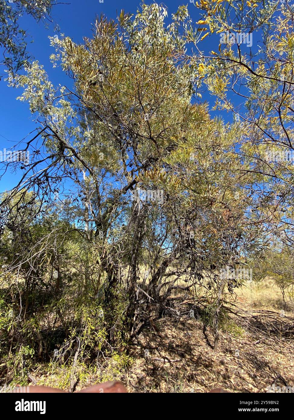 common hakea (Hakea arborescens) Plantae Stock Photo - Alamy