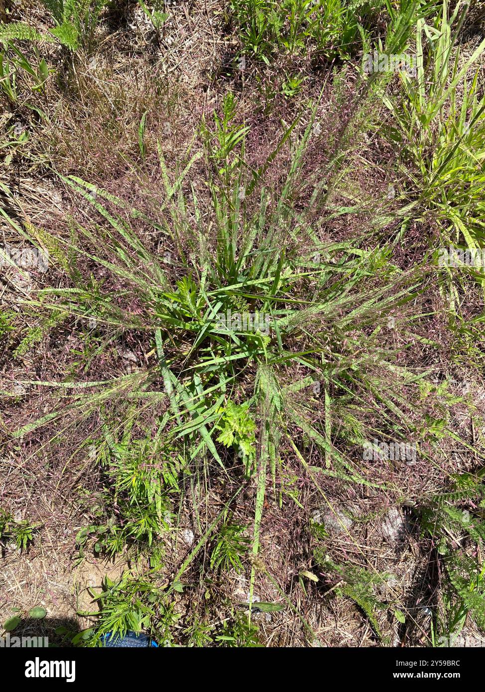 Purple Lovegrass (Eragrostis spectabilis) Plantae Stock Photo - Alamy