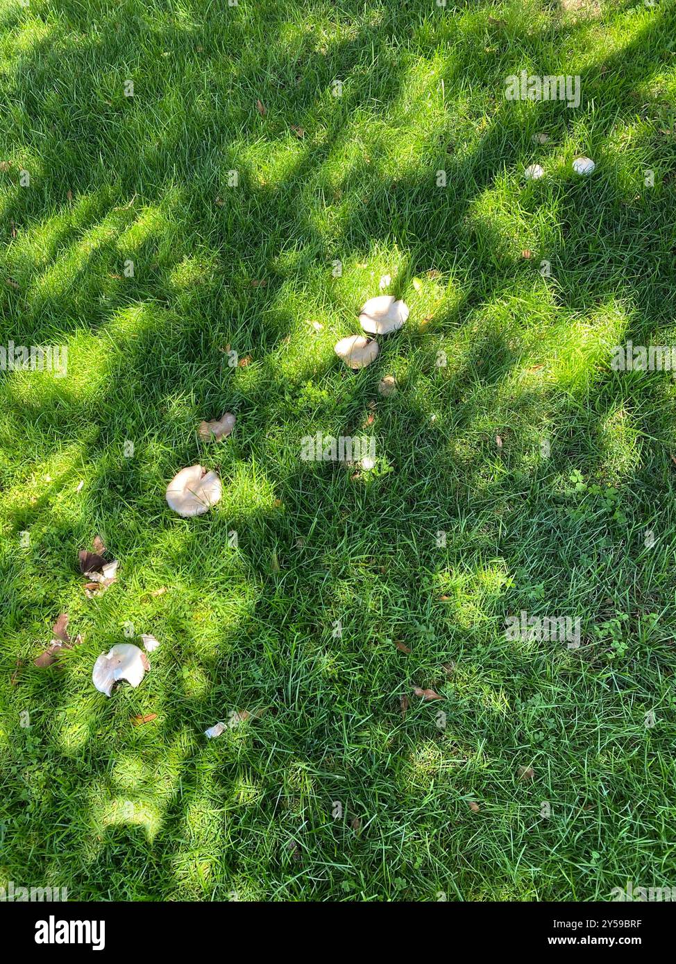 California Agaricus (Agaricus californicus) Fungi Stock Photo - Alamy