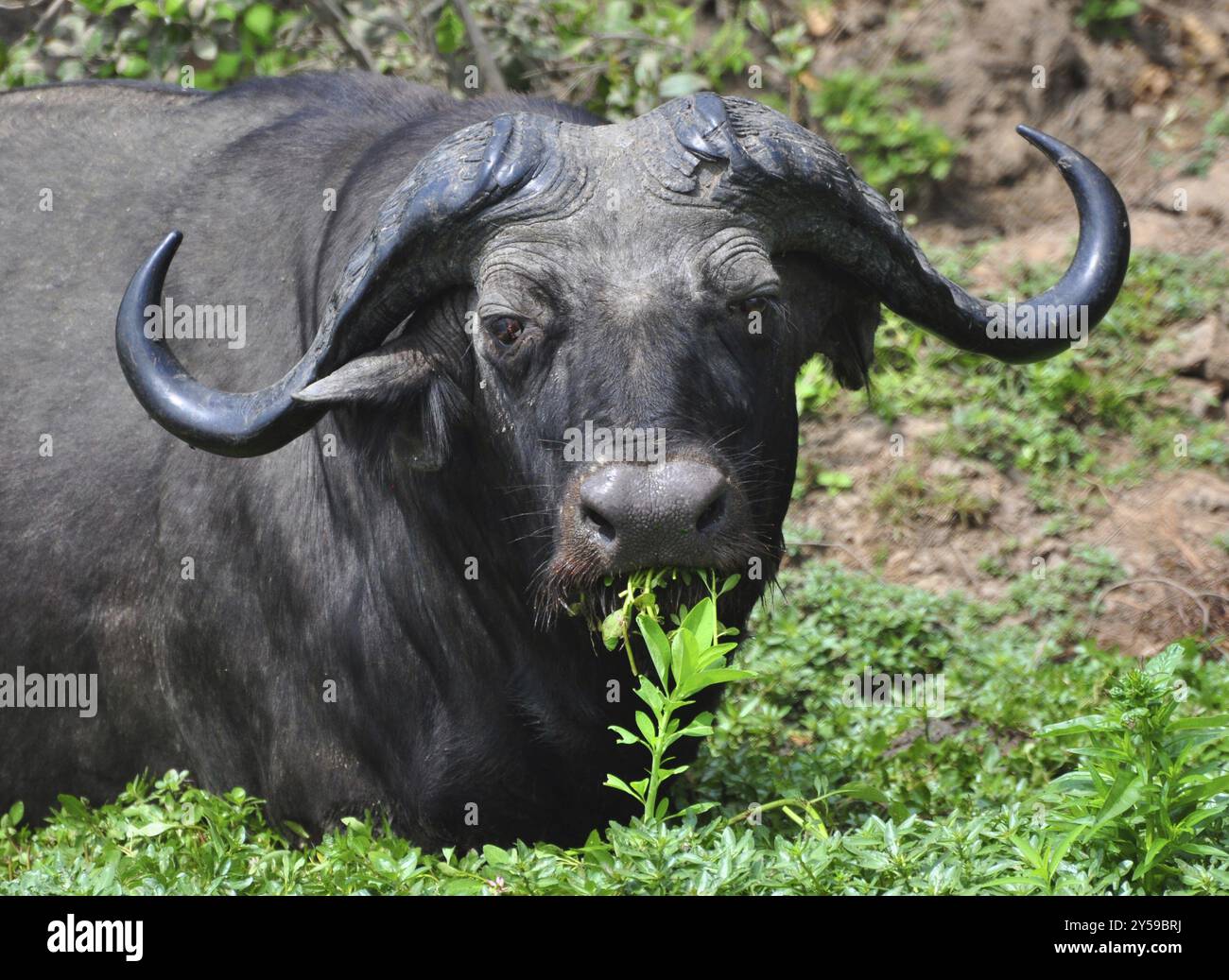 Water Buffalo Eating, Selous Game Reserve, Tanzania, Africa Stock Photo ...