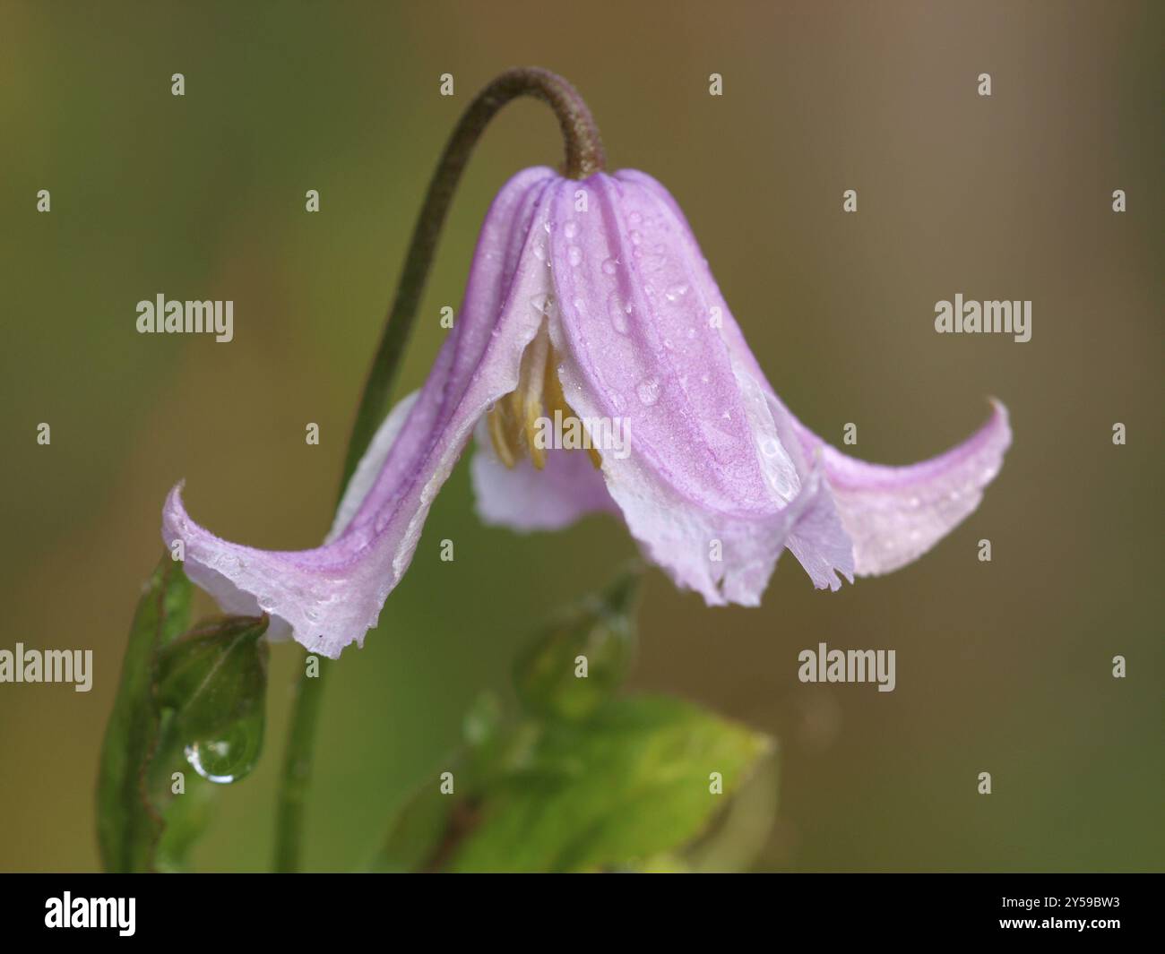 Clematis clematis rose rosa hi-res stock photography and images - Alamy