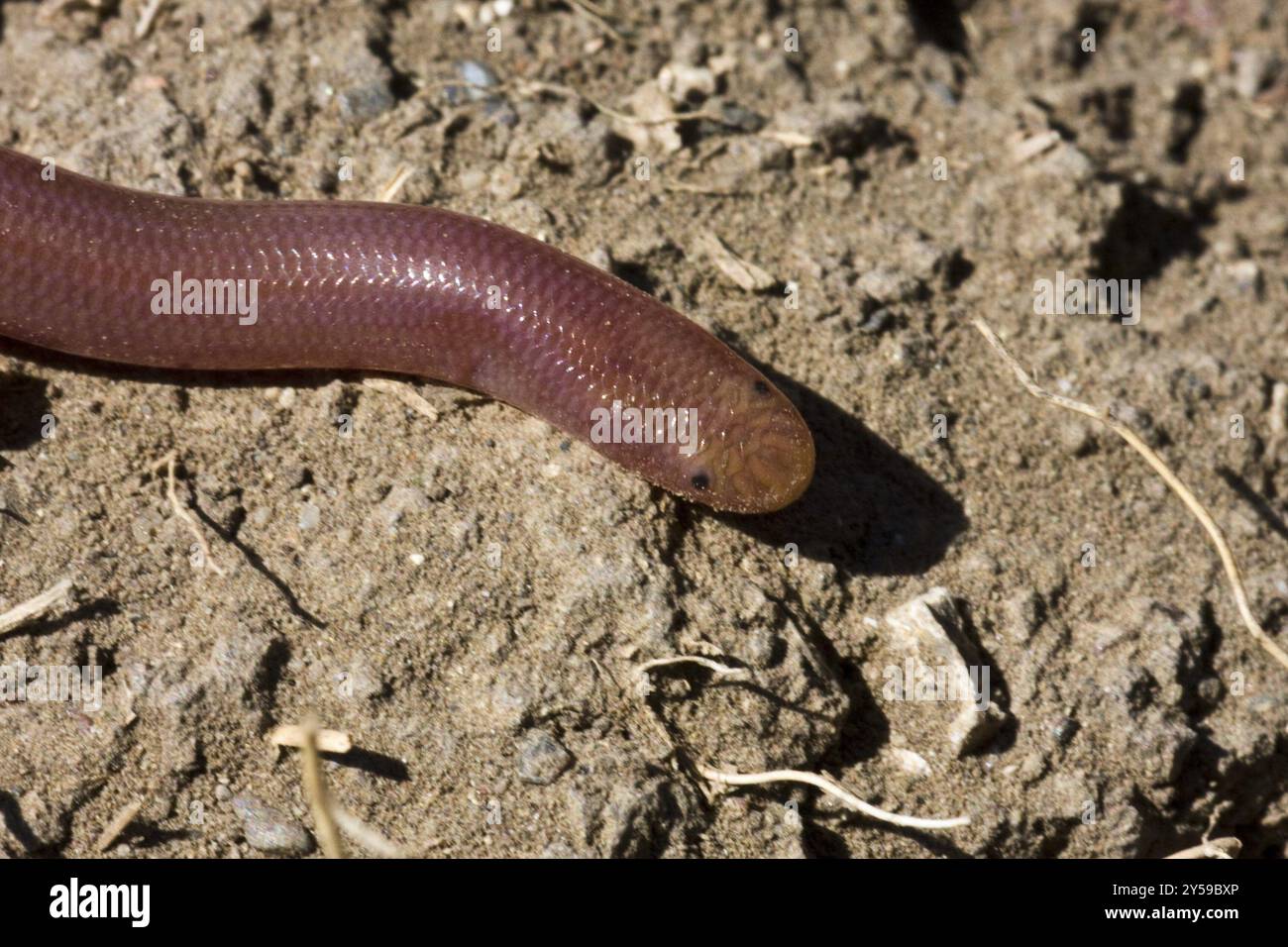 Top view of the head and front body with the regressed eyes of a worm ...