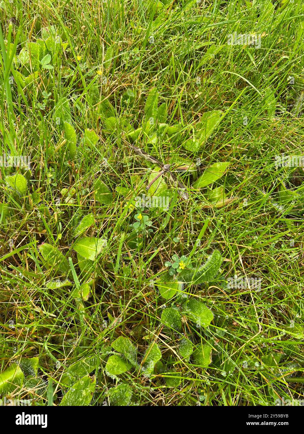 Giant cranefly (Tipula maxima) Insecta Stock Photo - Alamy