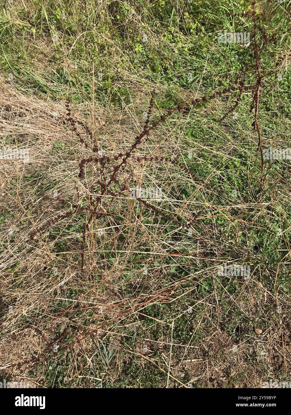 fiddle dock (Rumex pulcher) Plantae Stock Photo - Alamy