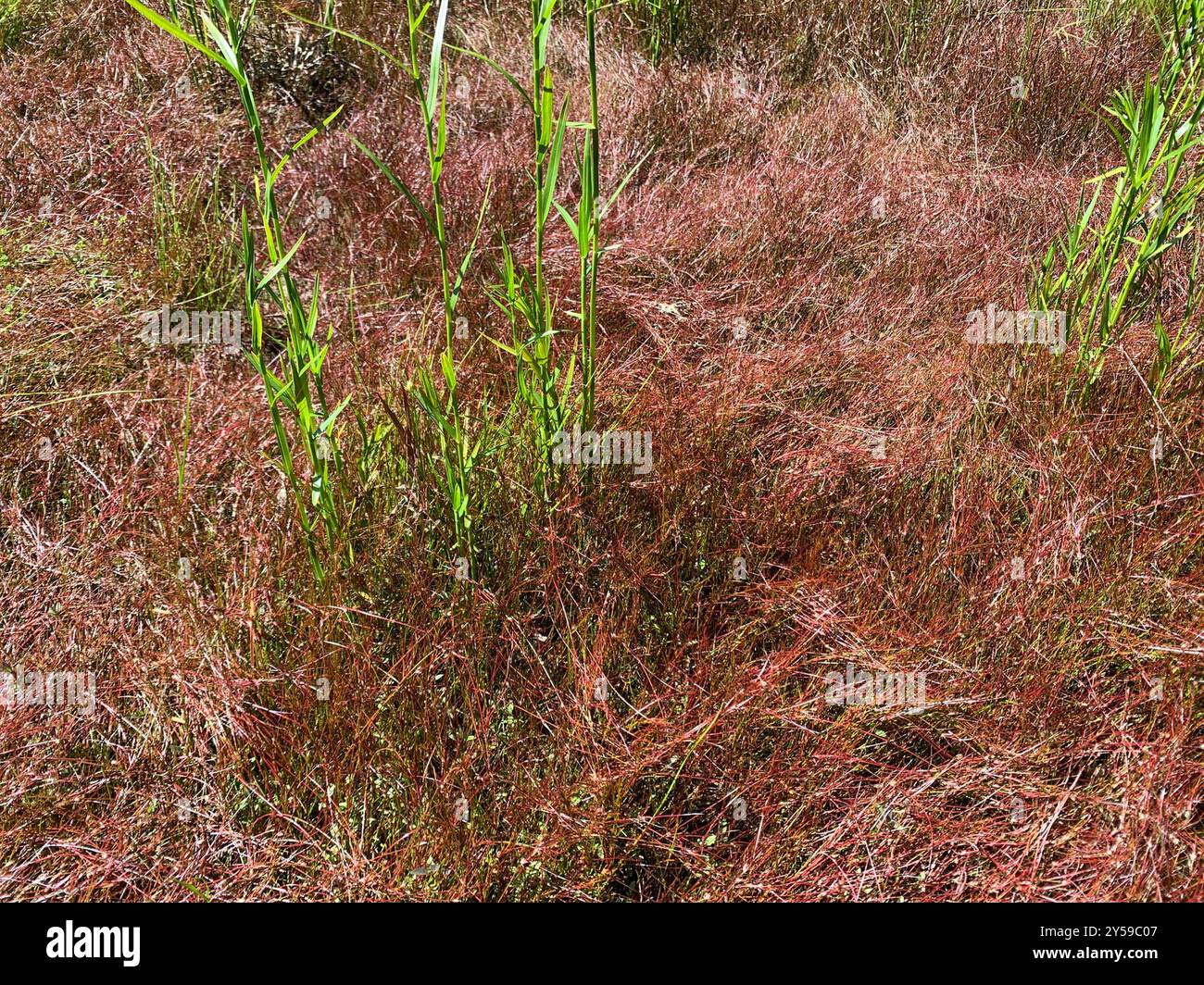 vascular plants (Tracheophyta) Plantae Stock Photo - Alamy