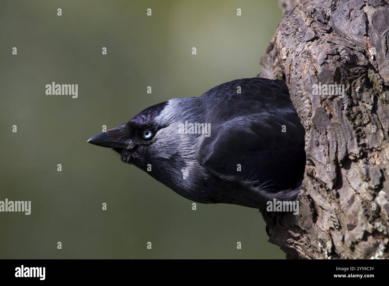 Den cavity tree hole hi-res stock photography and images - Alamy