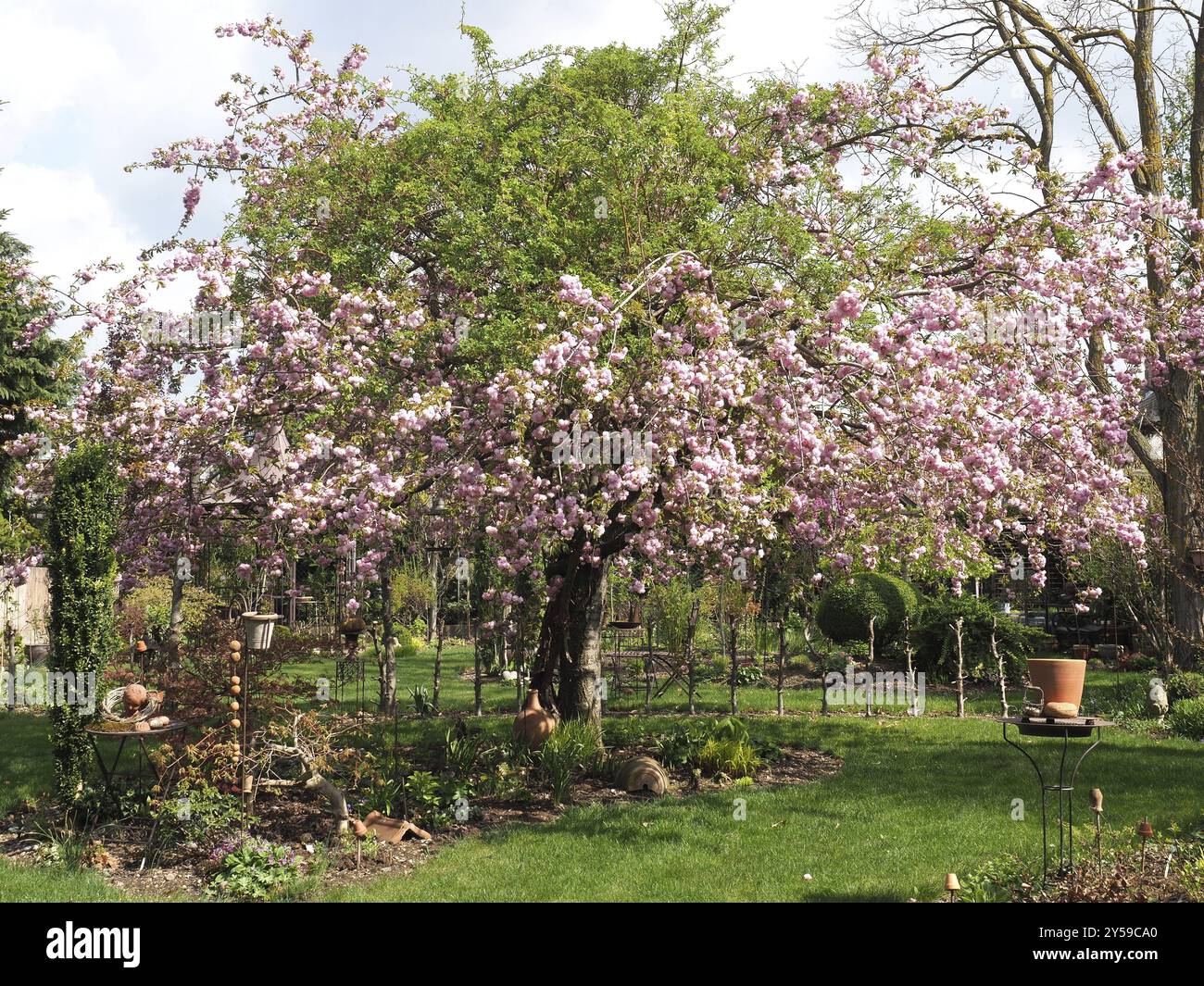 Japanese flowering cherry Kiku shidare Zakura Stock Photo - Alamy