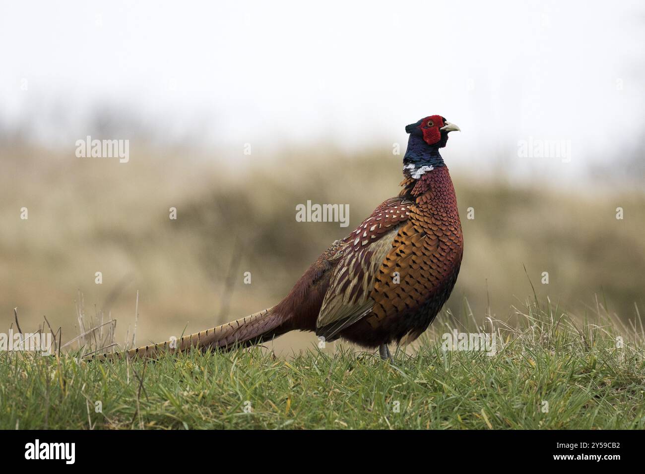Side view of the noble pheasant Stock Photo - Alamy