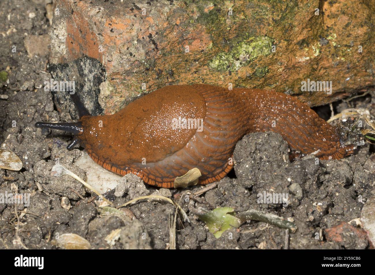 A Red slug crawls in side view Stock Photo - Alamy