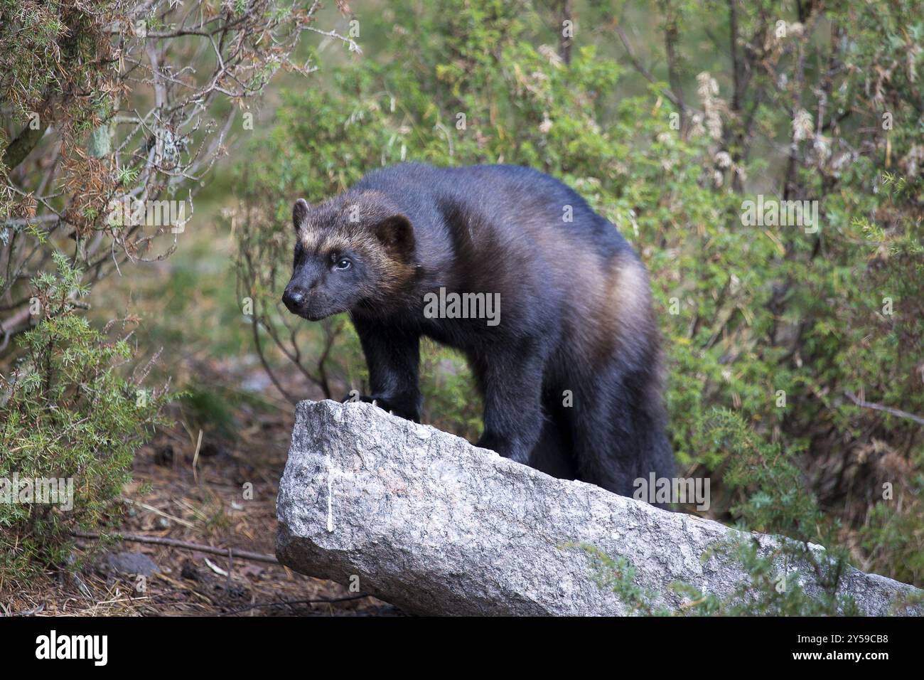 A wolverine exposed in side view on a rock slab Stock Photo - Alamy