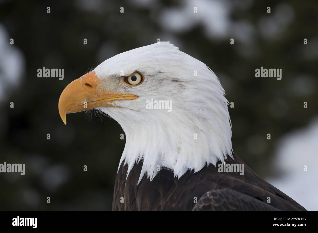 Side view of a bald eagle's head Stock Photo - Alamy