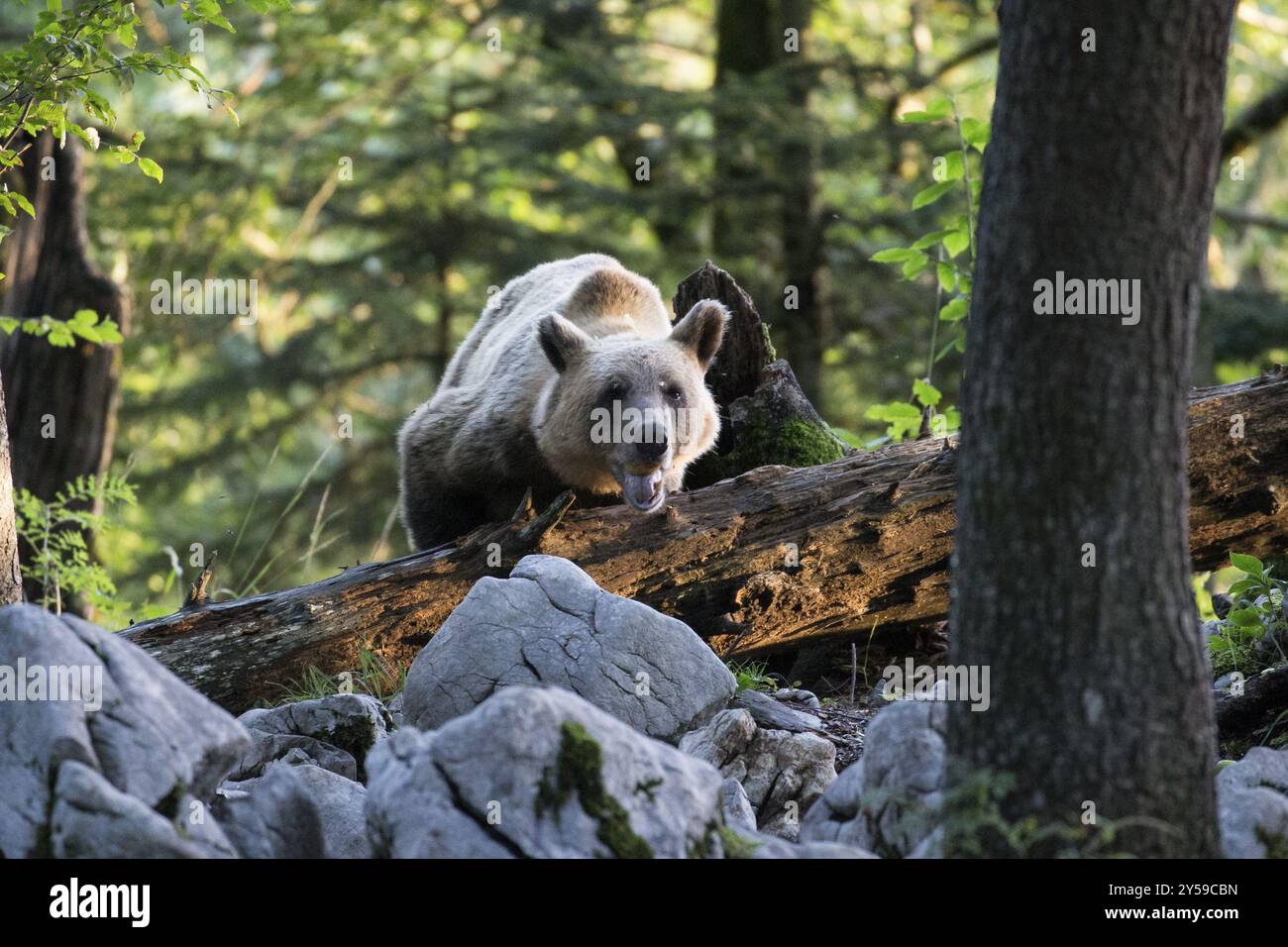A female brown bear climbs over a fallen tree Stock Photo - Alamy
