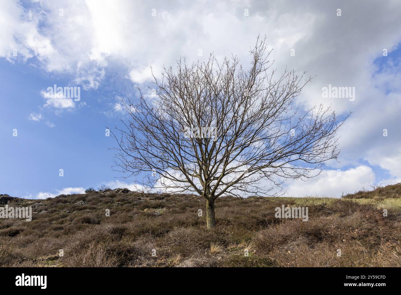 Small group of trees Stock Photo - Alamy
