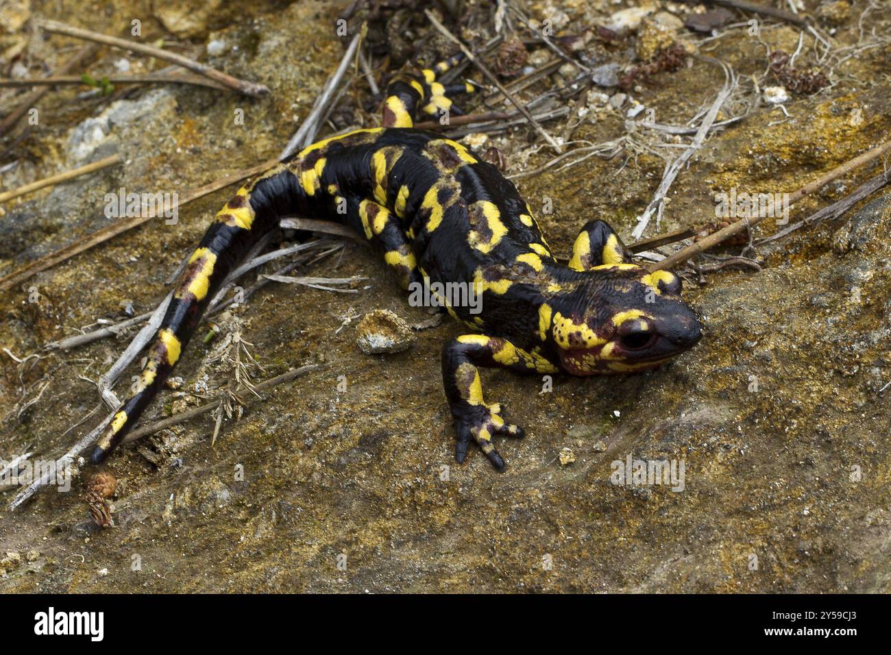 Fire salamander subspecies hi-res stock photography and images - Alamy