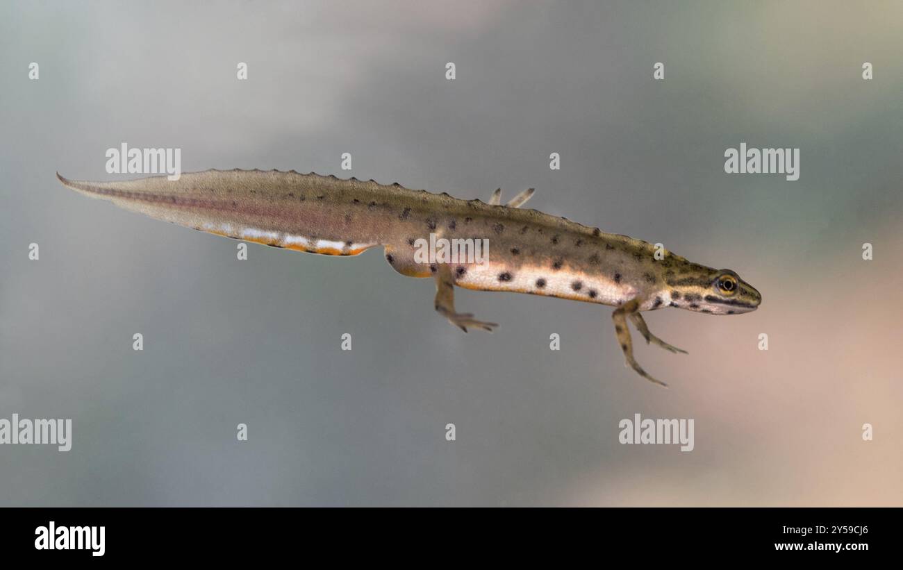 Lateral side views hi-res stock photography and images - Alamy