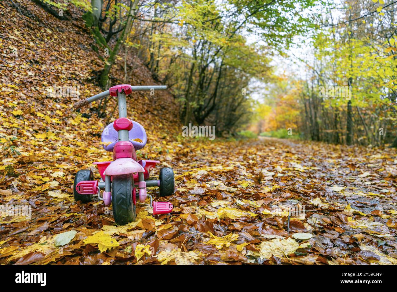 Autumn path Forest path with foliage colouring Stock Photo - Alamy