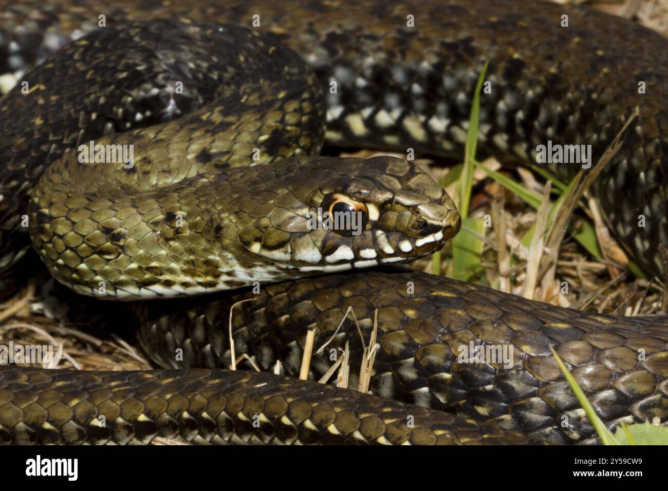 Side view of the head and front body of an adult lizard snake Stock ...