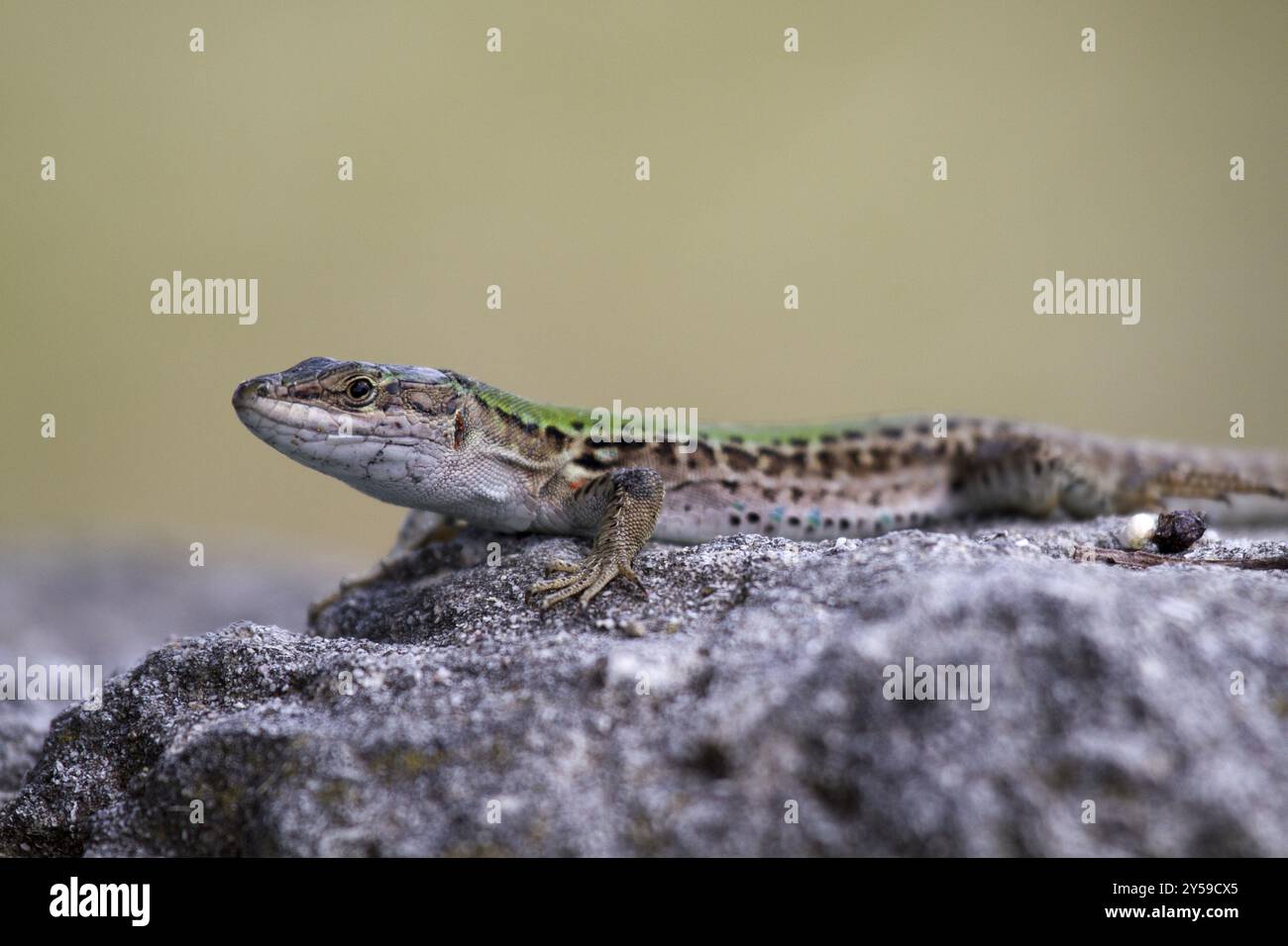 A ruined lizard sits on a rock, the front body is shown in side view ...