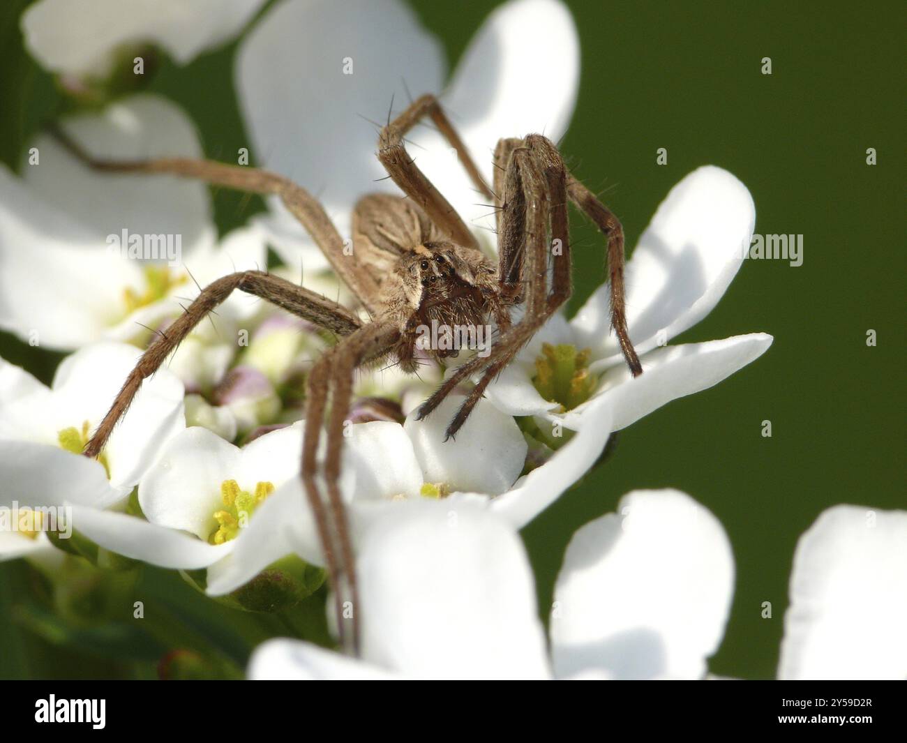 Spider on ribbon flower Stock Photo - Alamy