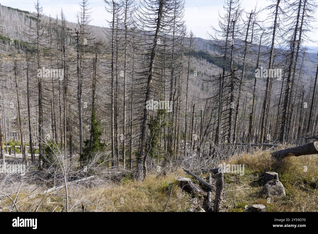Dead Harz forest Forest dieback due to bark beetle Stock Photo - Alamy