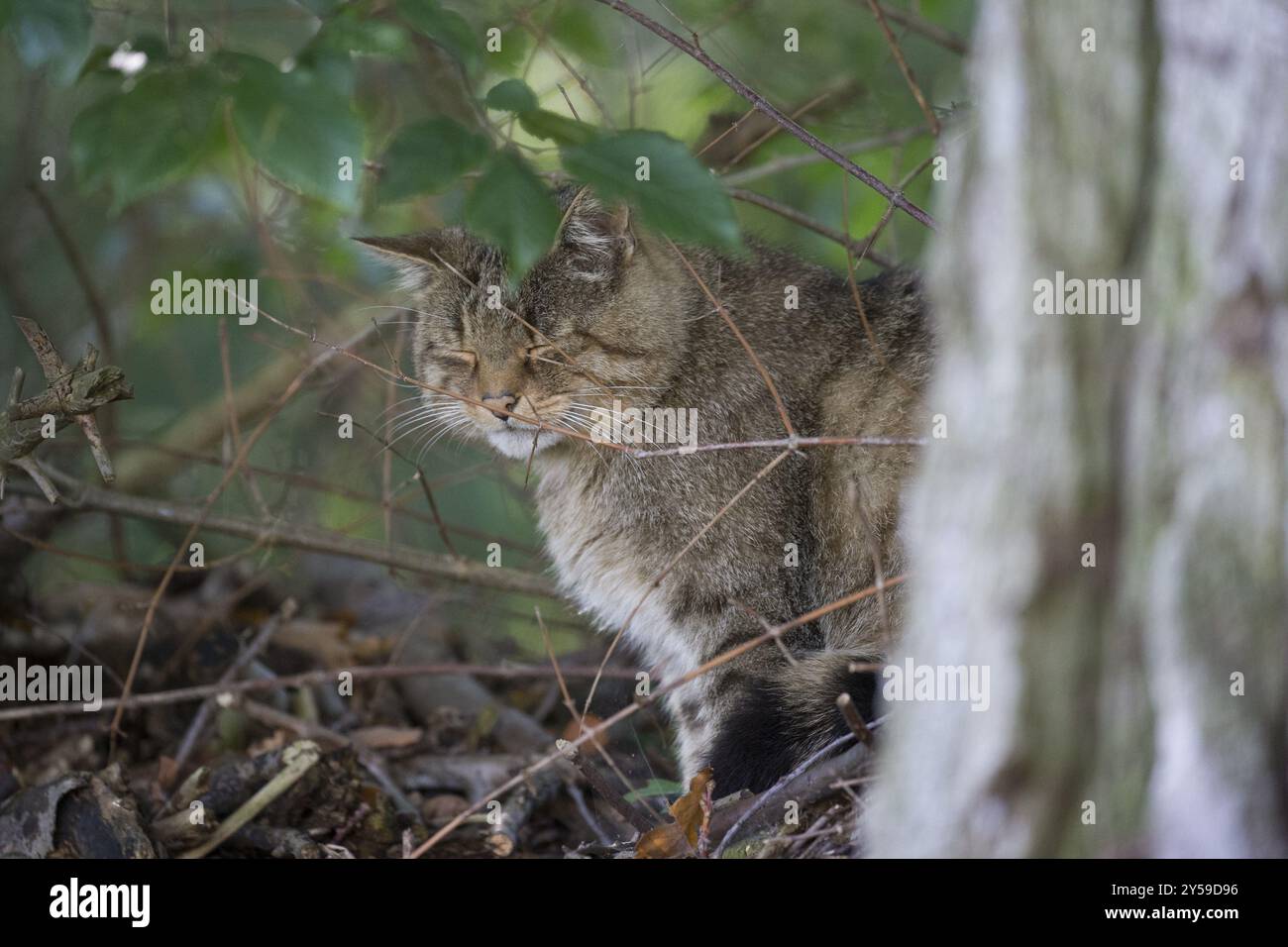 A resting wildcat half hidden by a tree in side view Stock Photo - Alamy