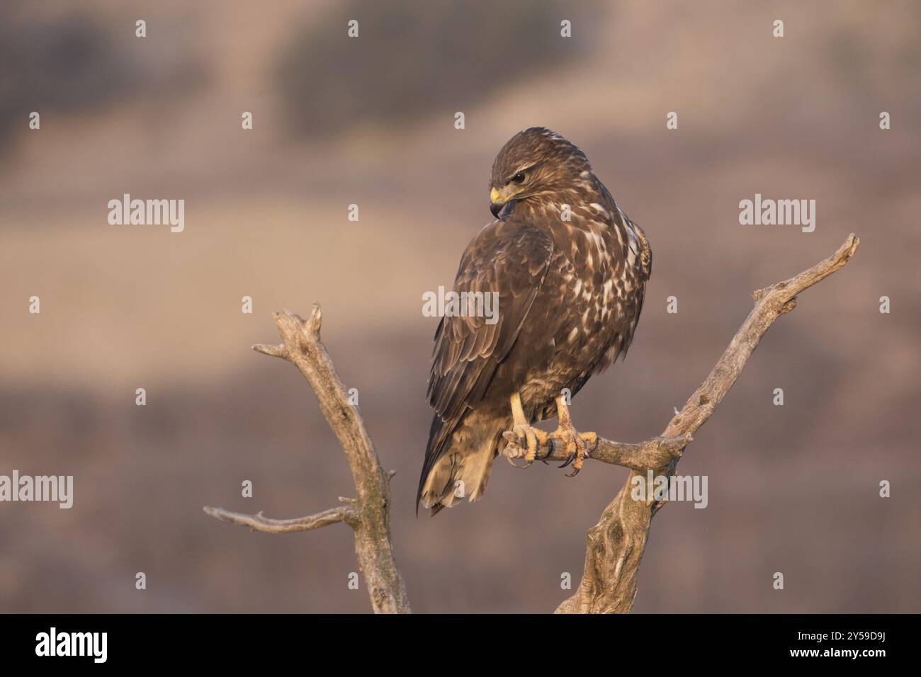 Buzzard in dead tree hi-res stock photography and images - Alamy