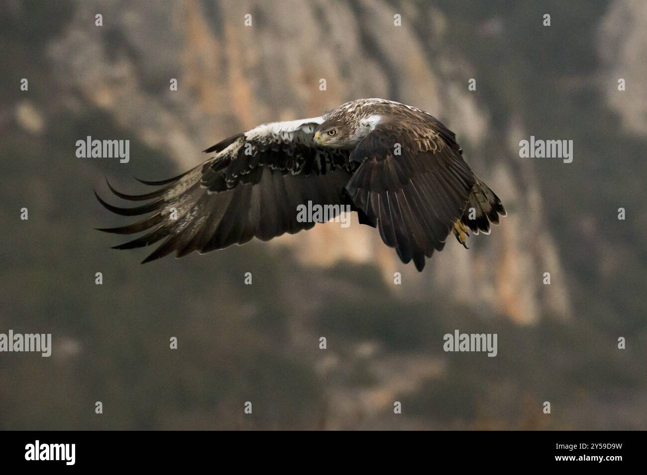 A Bonelli's eagle flies in front of a mountain range Stock Photo - Alamy