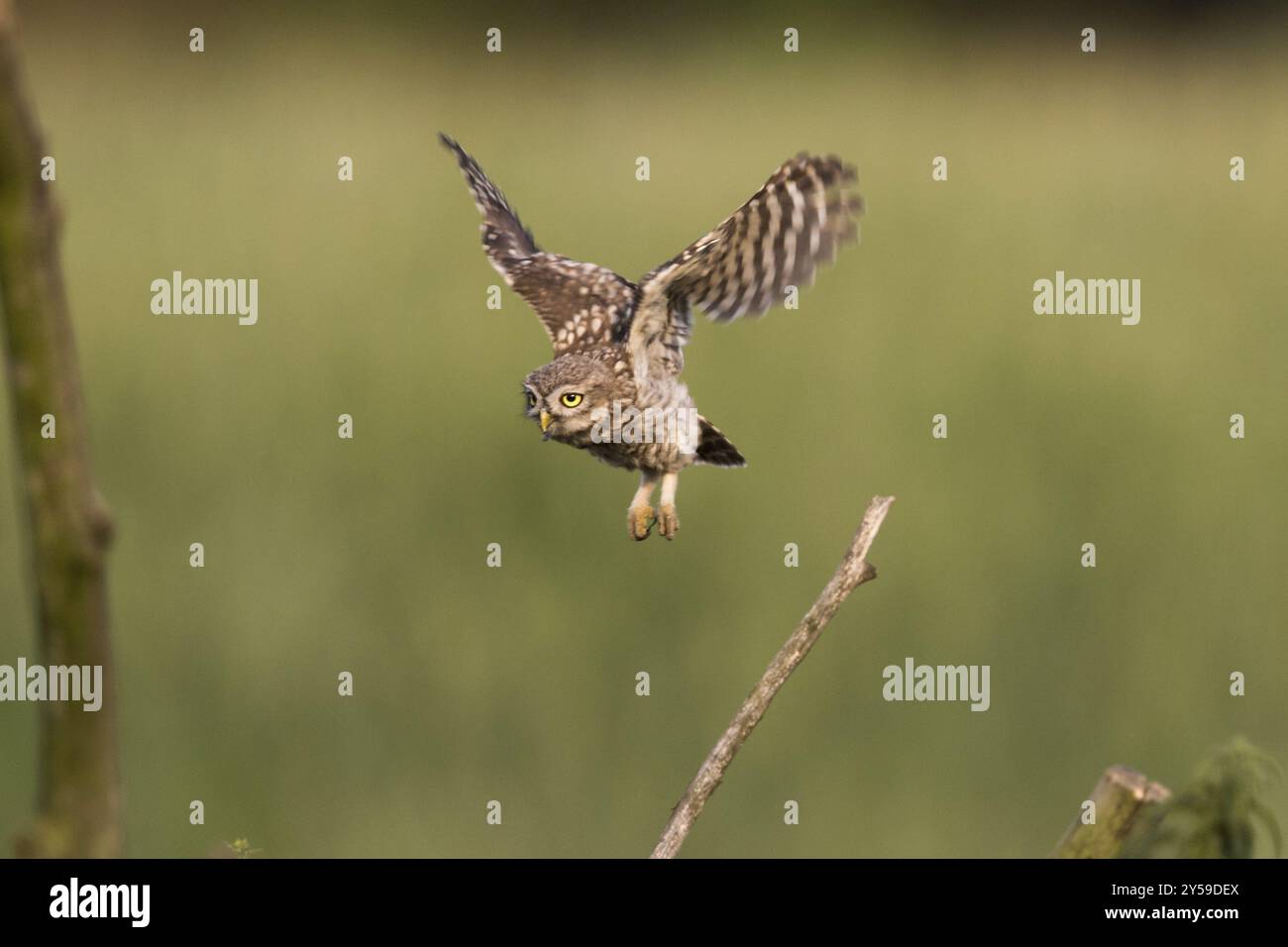Young little owl in flight head-on Stock Photo - Alamy