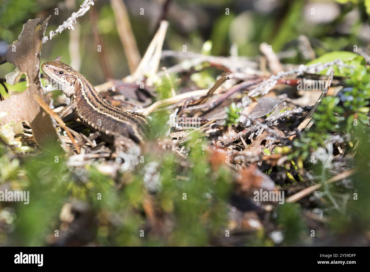 Basking forest lizard on dead wood Stock Photo - Alamy