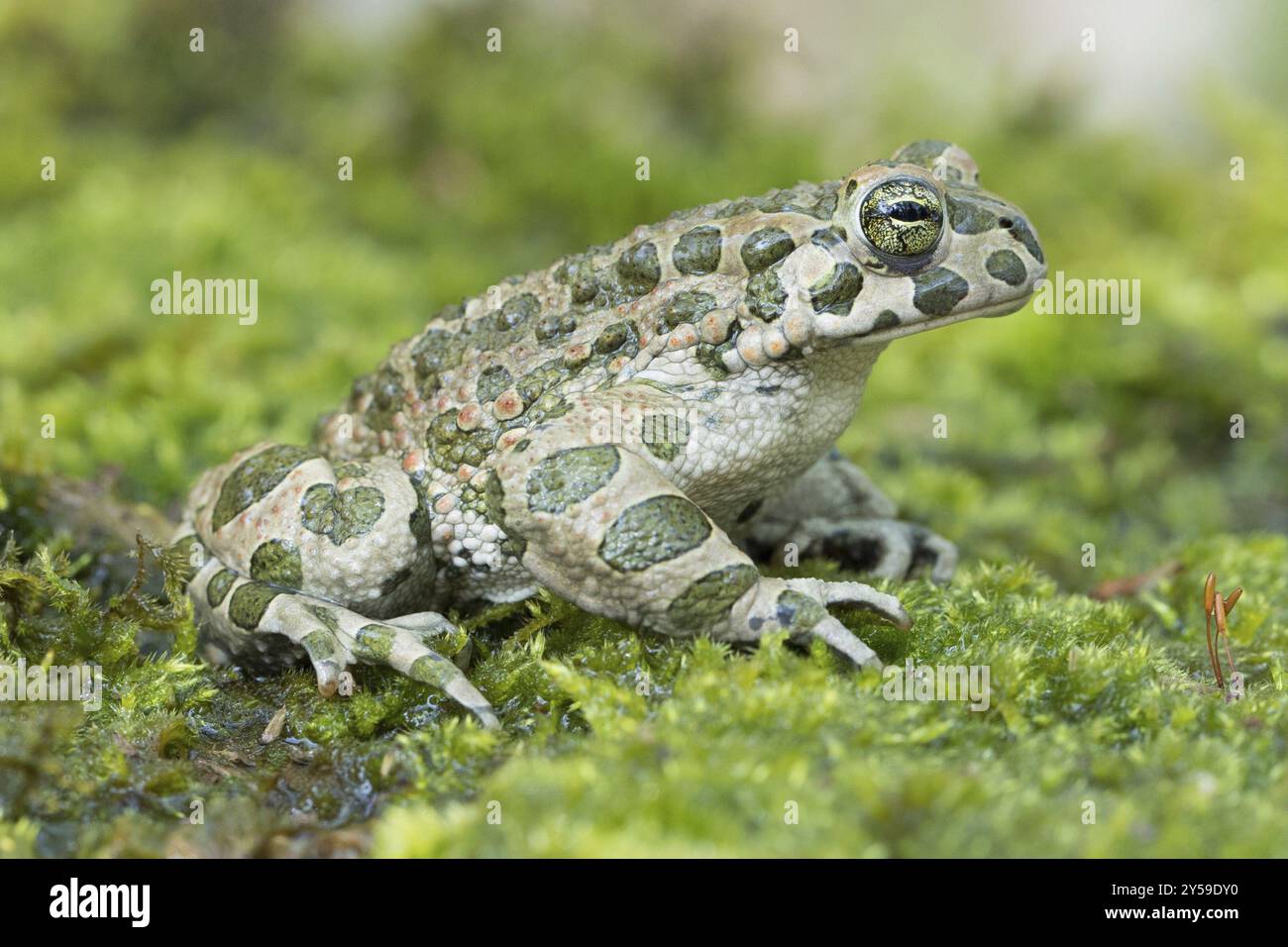 A green toad in side view on moss Stock Photo - Alamy