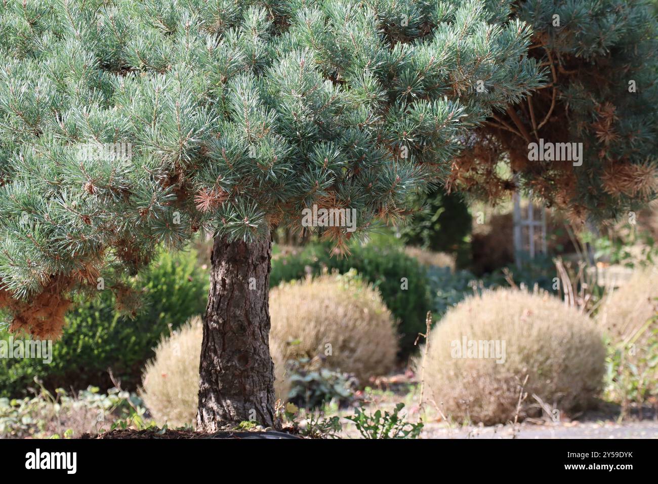 Asia garden no longer maintained Stock Photo - Alamy