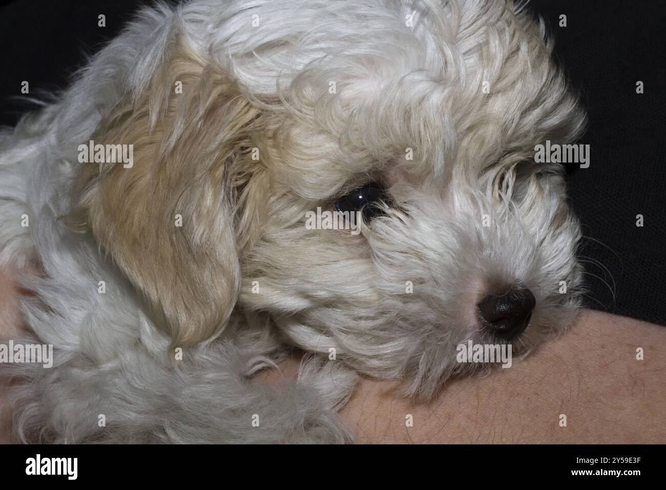 Ten weeks old Mini Bichon Havanese, head side view Stock Photo - Alamy