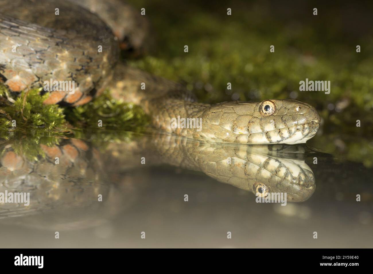 Reflection of the head of a dice snake in the water Stock Photo - Alamy