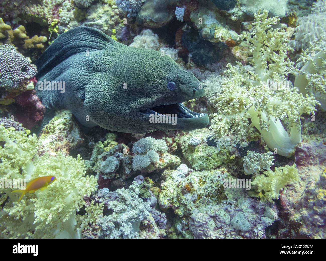 Java moray eels hi-res stock photography and images - Alamy