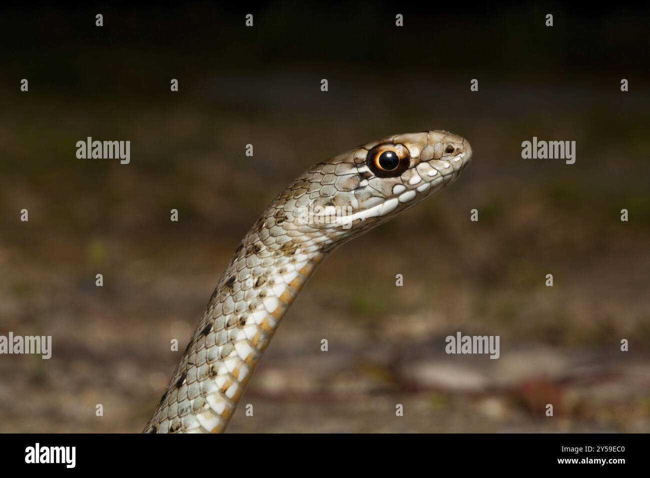 Side view of the neck and head of a lizard snake Stock Photo - Alamy