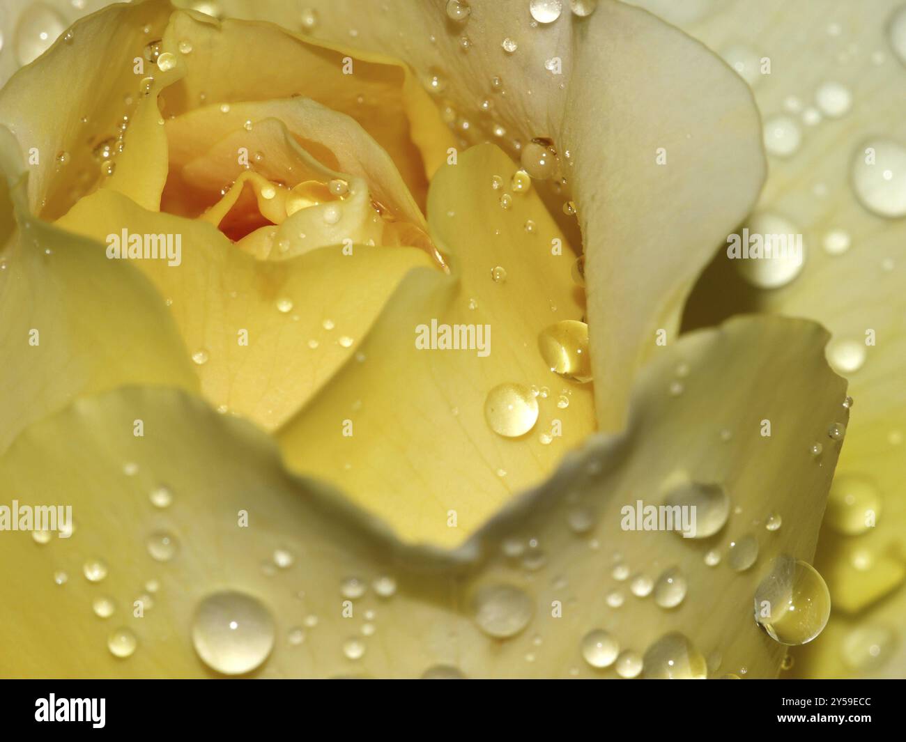 English shrub rose Stock Photo - Alamy